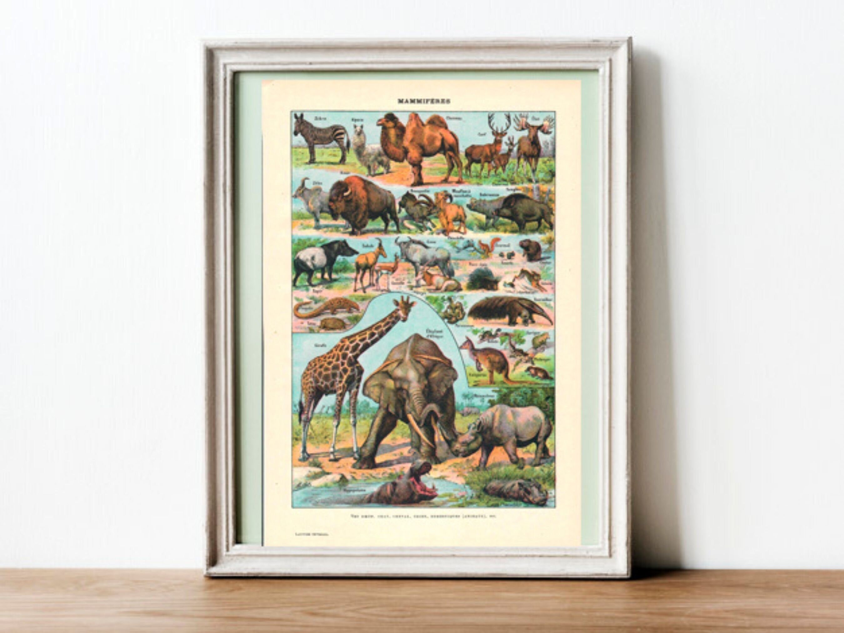 1923 ORIGINAL Animals Illustration, Vintage French Poster, Gift Idea ...