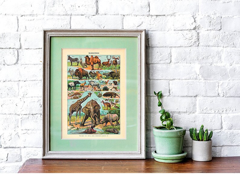 1923 ORIGINAL Animals Illustration, Vintage French Poster, Gift Idea ...