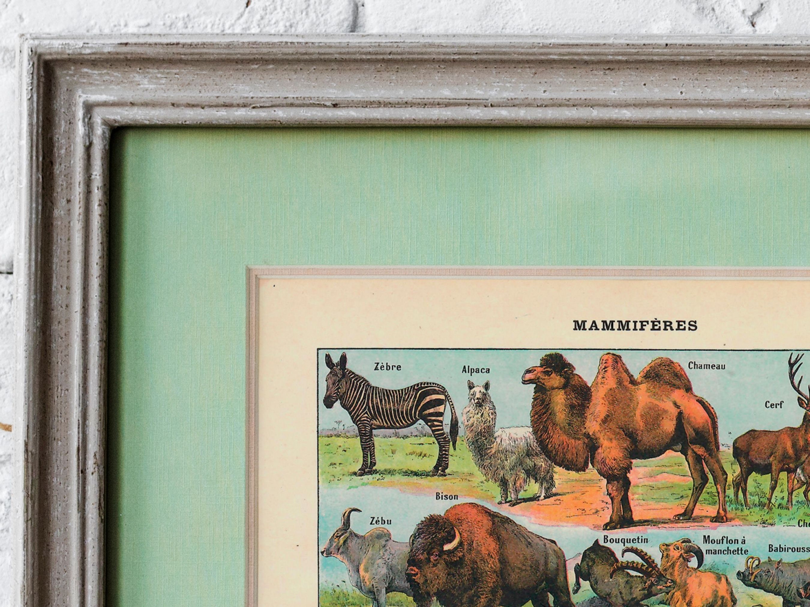 1923 ORIGINAL Animals Illustration, Vintage French Poster, Gift Idea ...