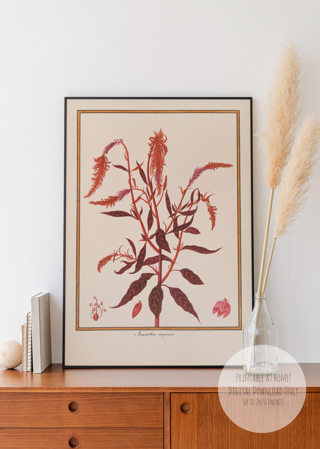 Botanical Illustration Amaranthus Instant Download Wall Art Flower ...