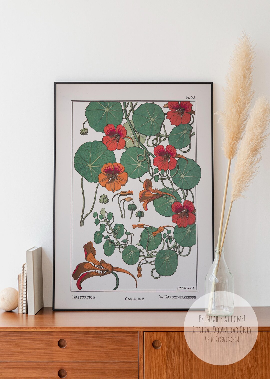 Vintage Capucine Flower Print - Botanical Illustration (digital ...