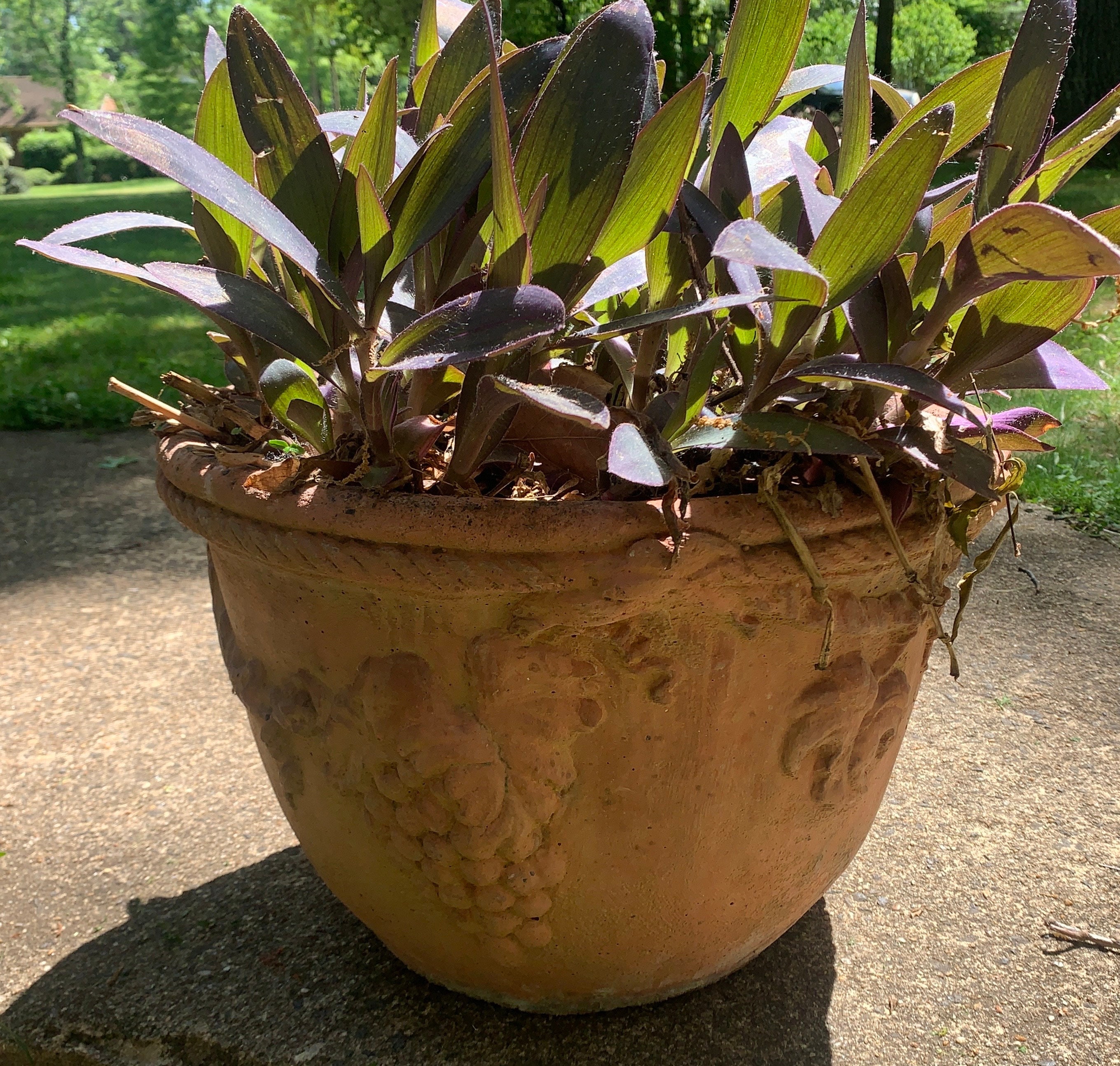 Large Round Terracotta Clay Planter Pot Bowl Grape Vine Ribbon Rope ...