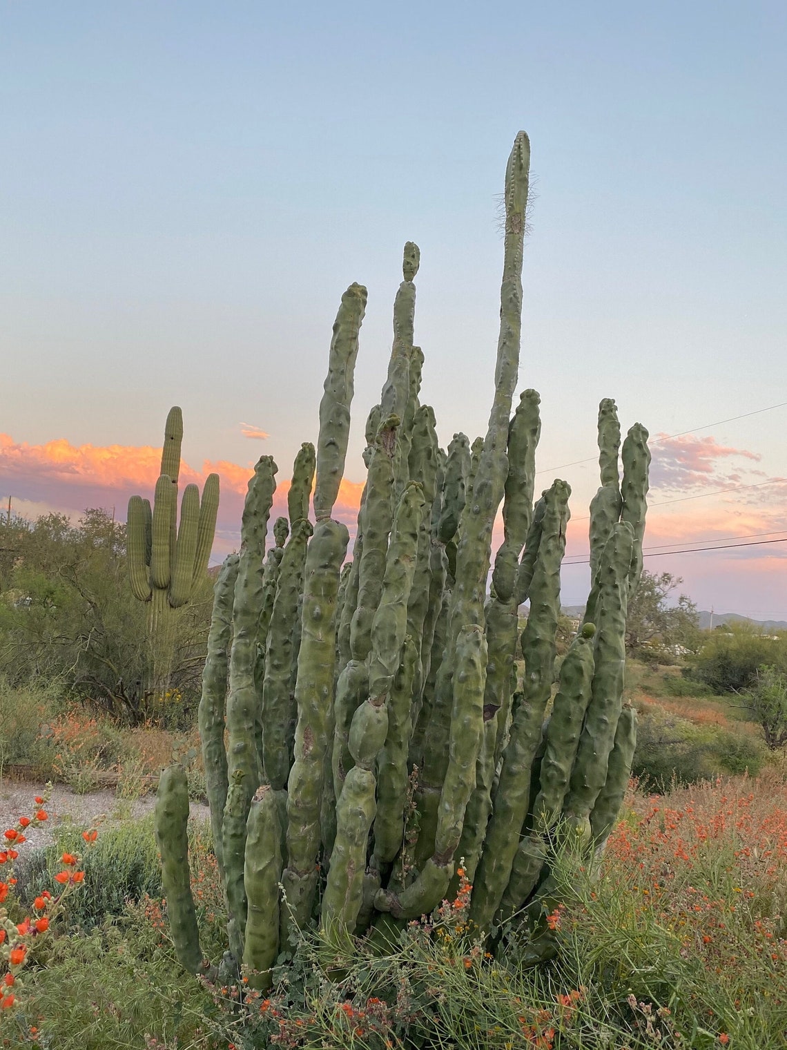 Totem Pole Cactus Cutting Choose Size From Arizona Desert Unique and ...
