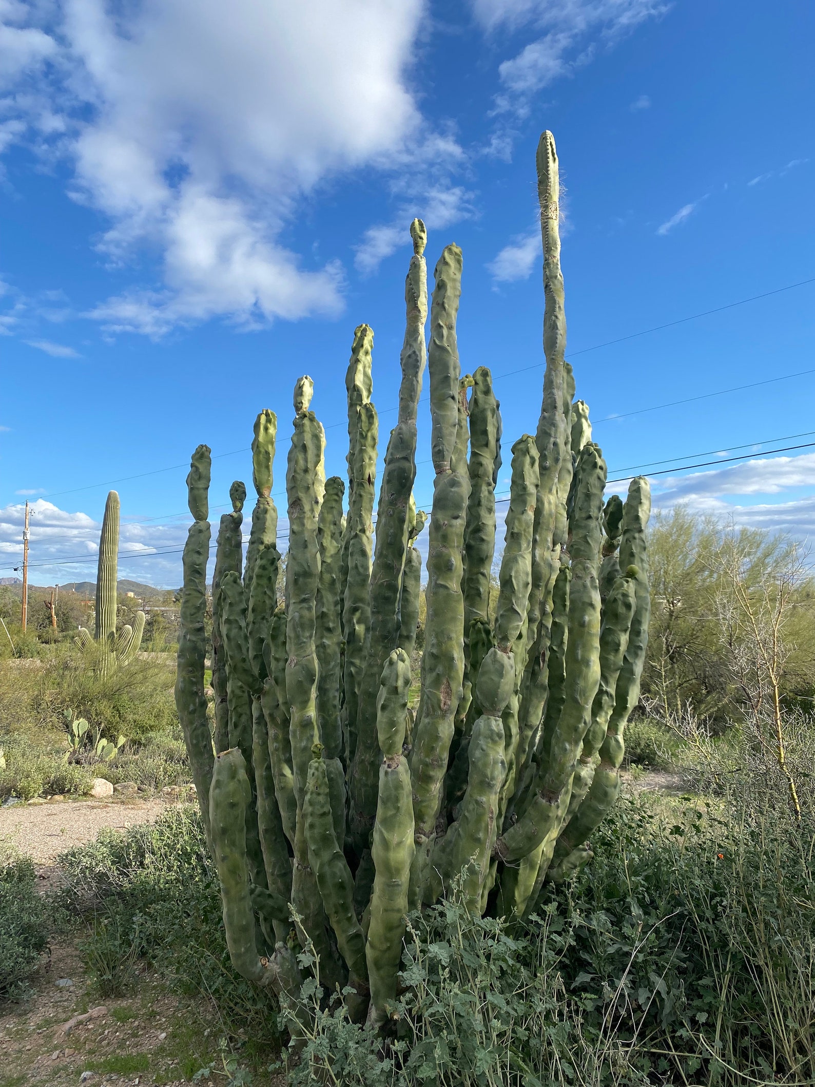 Totem Pole Cactus Cutting Choose Size From Arizona Desert Unique and ...