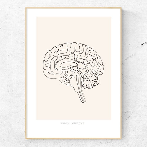 Brain Anatomy Line Art Print-abstract Neurology | Etsy