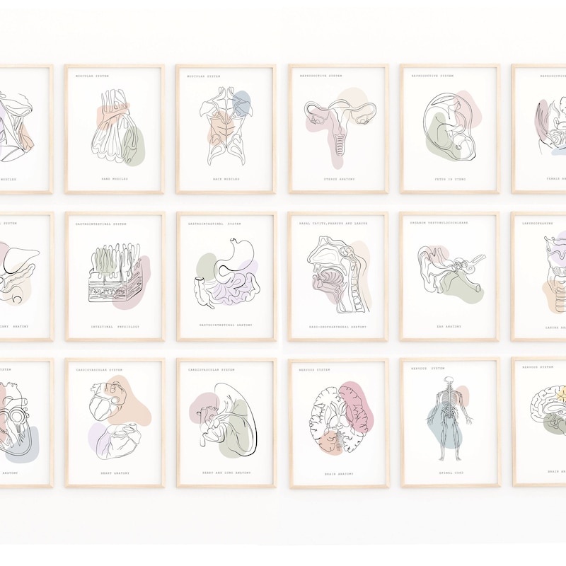 Colorful Anatomy Art - Etsy