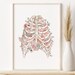 Anatomy Art, ENT Print, Medical Art, Ear Throat Nose Anatomy Pharynx ...