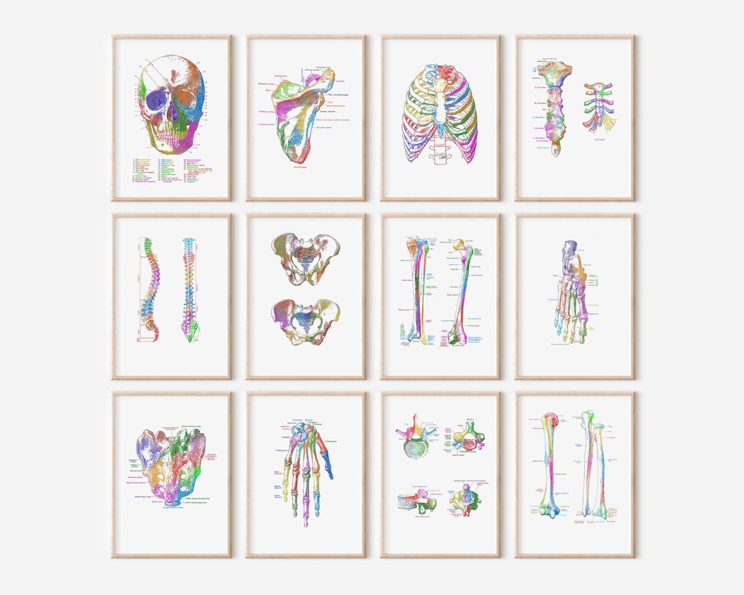 Colorful Skeletal System Anatomy Art Set 12, Chiropractic Gift, Medical ...