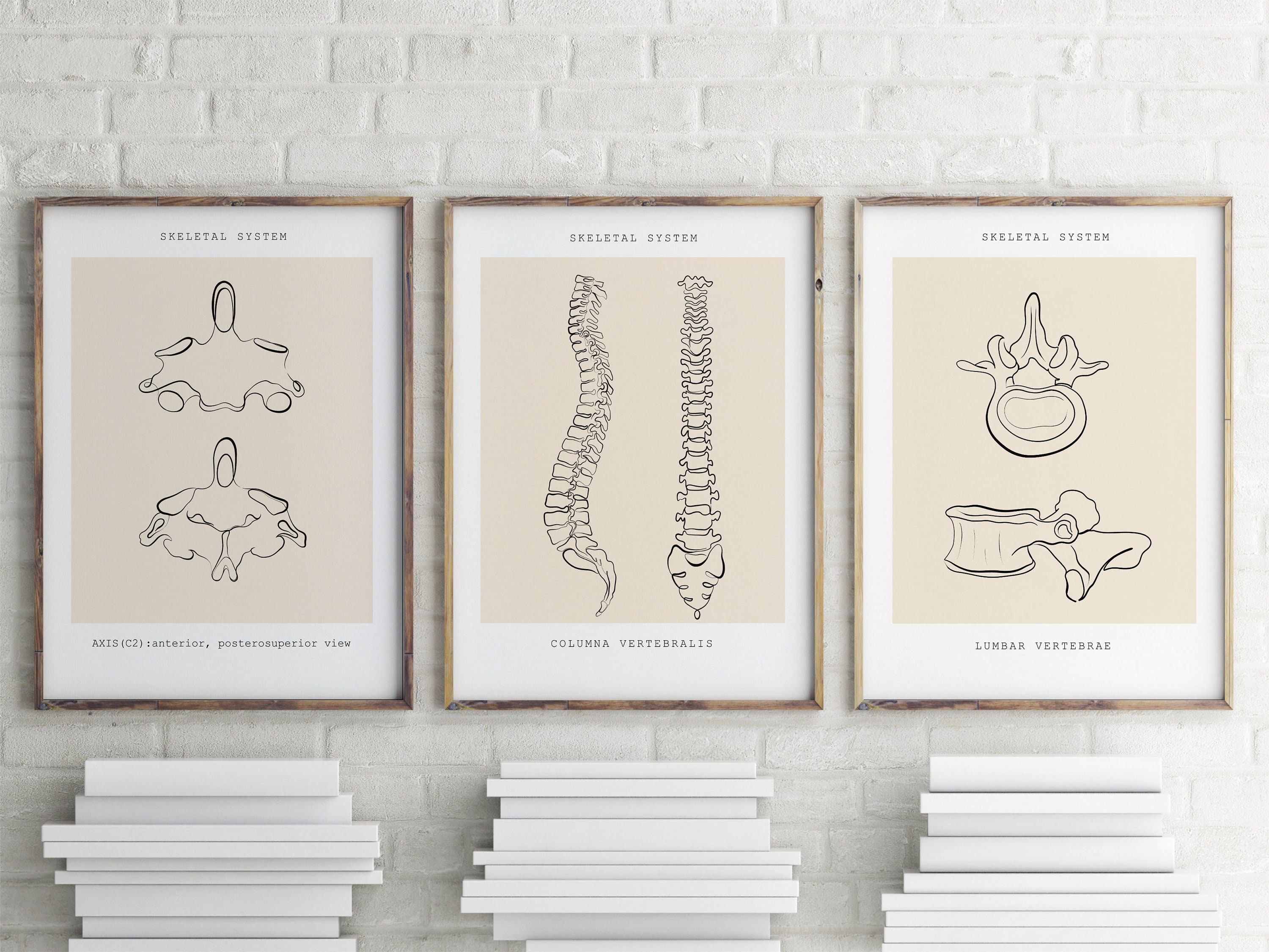 Anatomy Gallery Wall Art Set Chiropractic Wall Decor Medical - Etsy ...