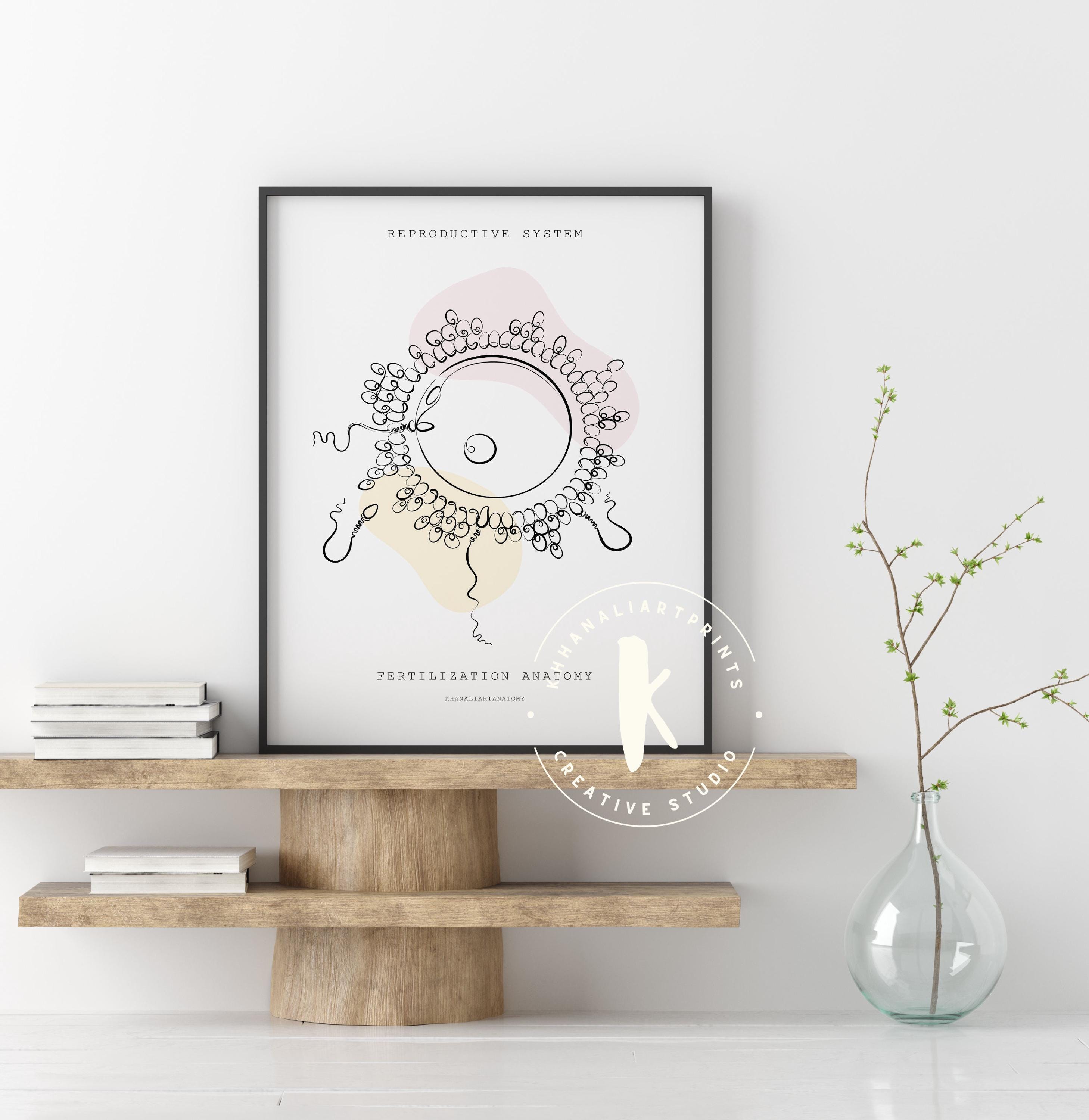 Female Anatomy Art Print - OBGYN Office Decor (digital Download) - Etsy