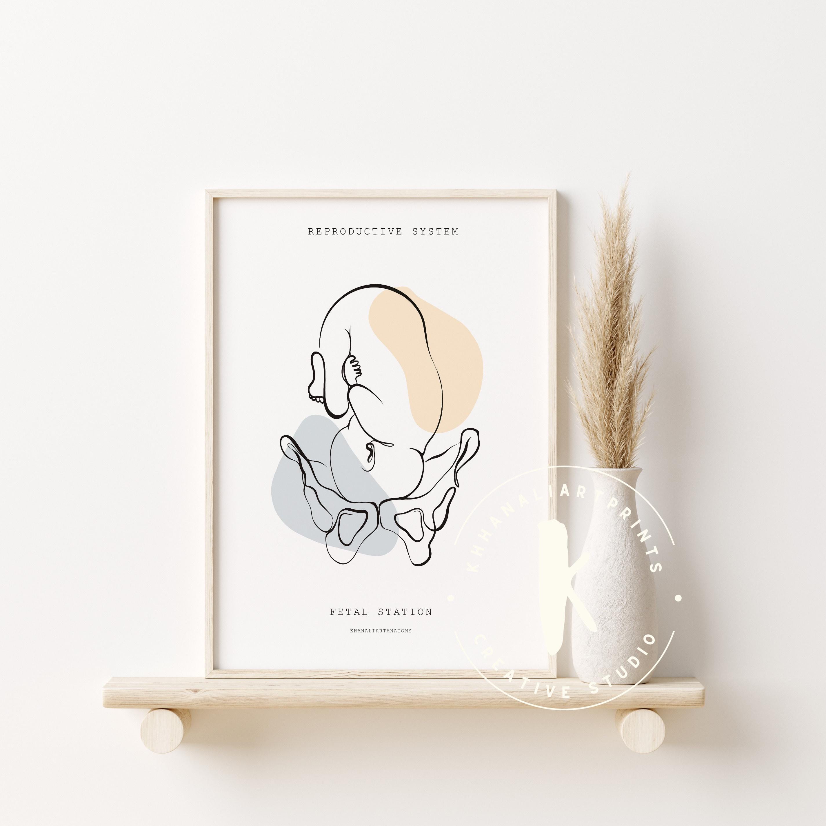Female Anatomy Art Print - OBGYN Office Decor (digital Download) - Etsy