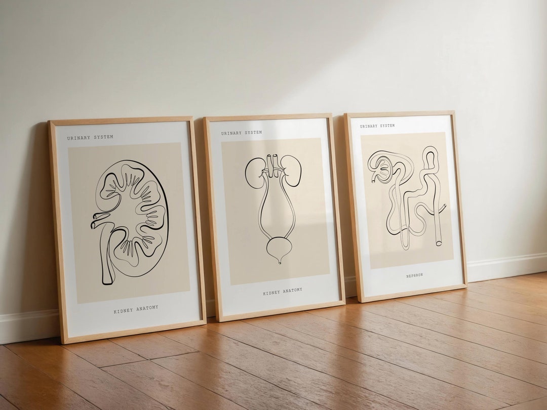 Human Anatomy Art, Urinary Tract Anatomy, Urinary System, Medical Print ...