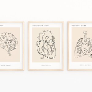 Anatomy, Medical Wall Art, Brain Art, Heart Art, Anatomy Art Prints ...