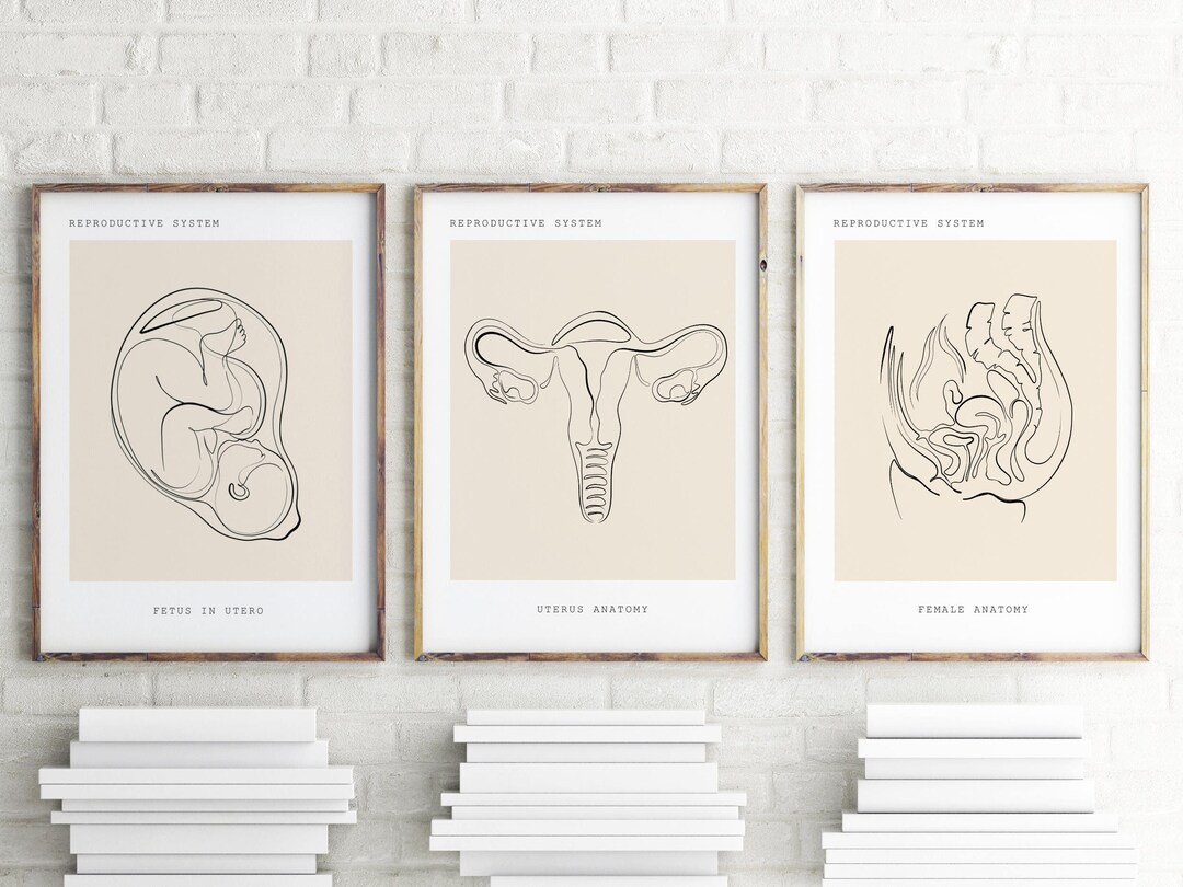 Anatomy Wall Art Female Reproductive System Art Uterus Anatomy