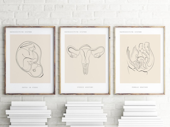Anatomy Wall Art Female Reproductive System Artuterus Etsy