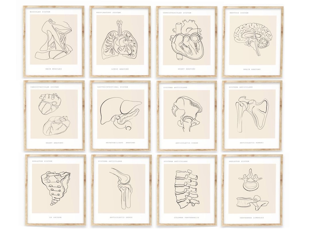 Human Anatomy Art Anatomy Wall Art Bundle Medical Wall Art - Etsy
