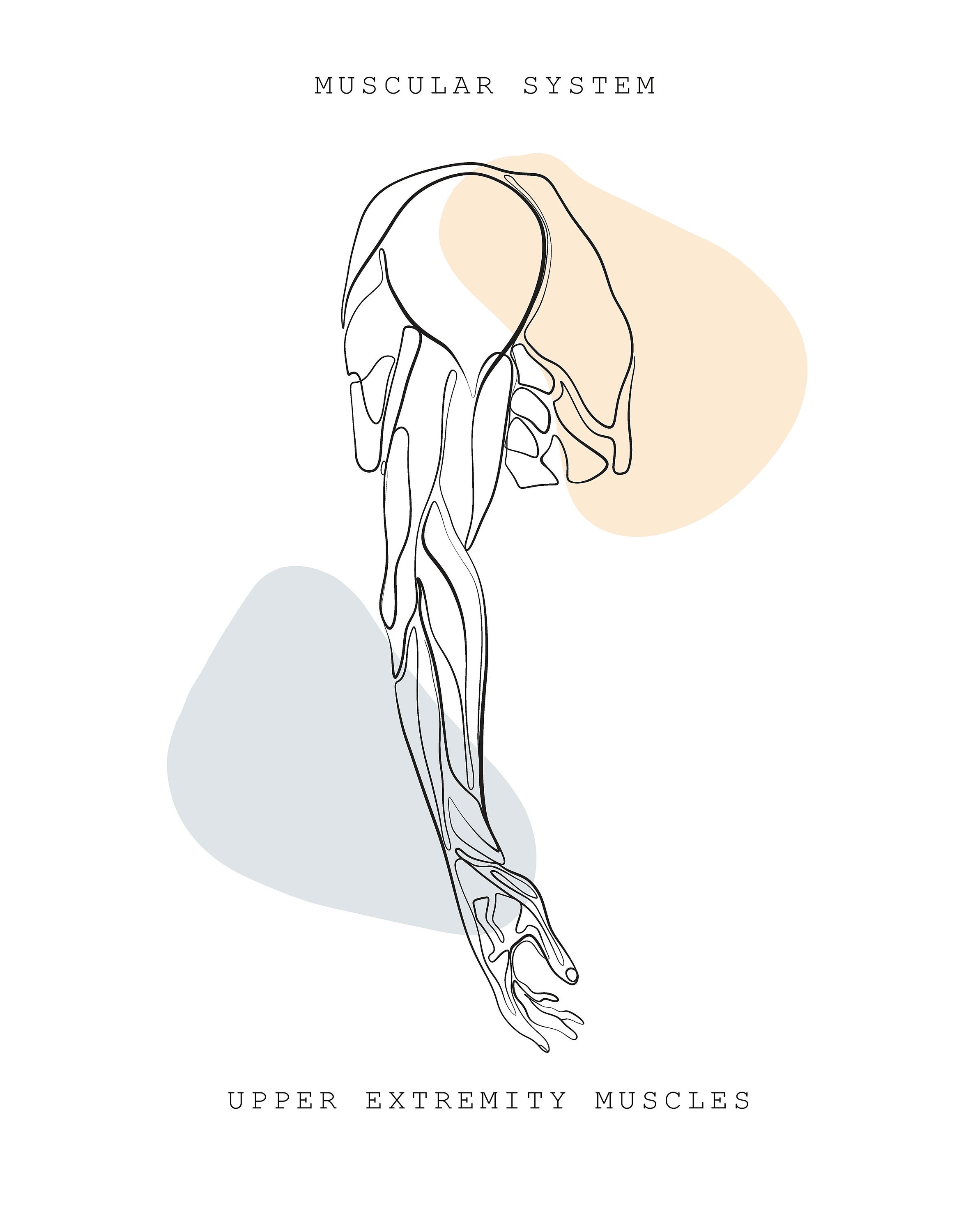Anatomy Upper Limb Muscle Anatomy Art Physical Therapy Art - Etsy