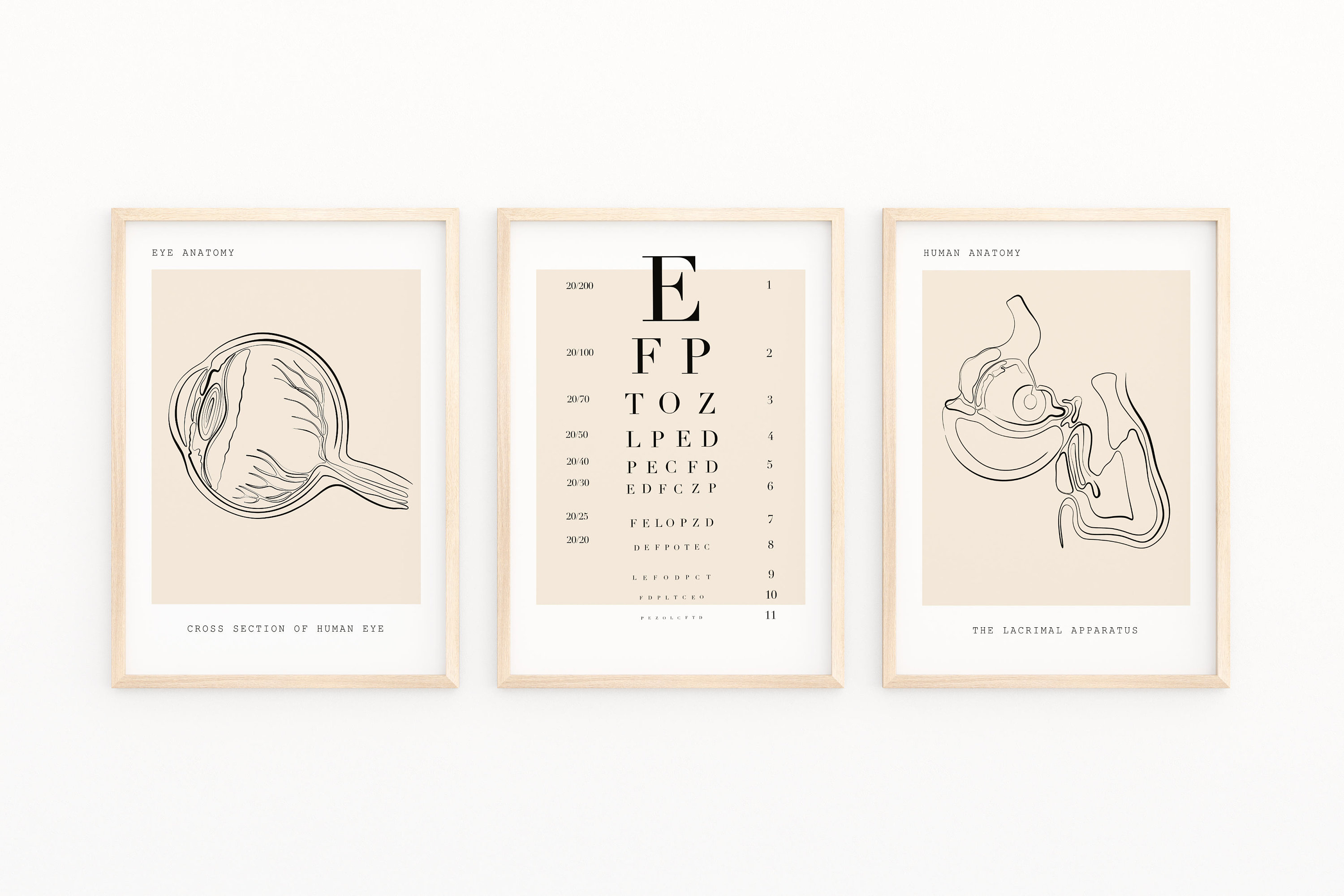 Ophthalmologist Wall Decor, Eye Anatomy Print, Medical Art ...