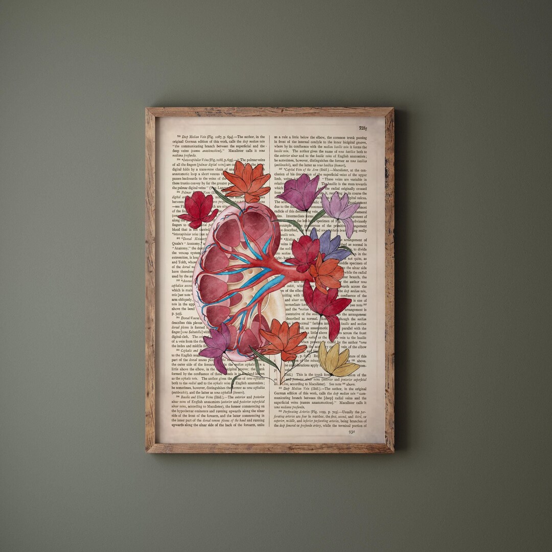Vintage Kidney Anatomy Art, Dictionary Prints Anatomy,nephrologist Gift ...