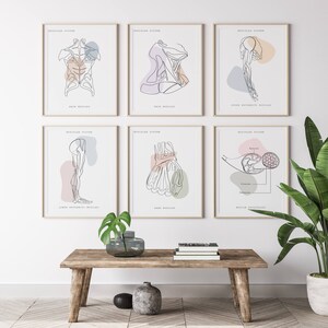 Pastel Muscle Anatomy Art Print, Medical Art, Massage Therapy Art ...
