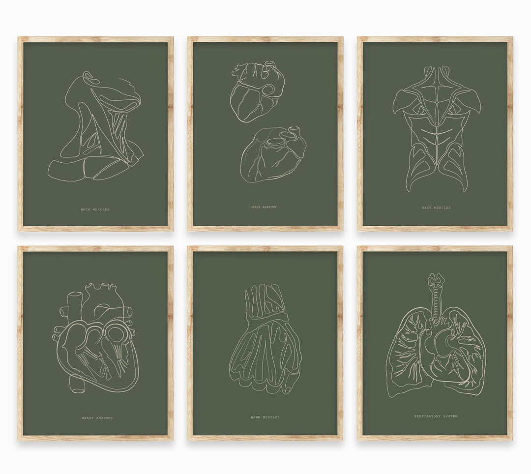 Human Anatomy Art Print, Anatomical Heart, Greys Anatomy Print Set ...