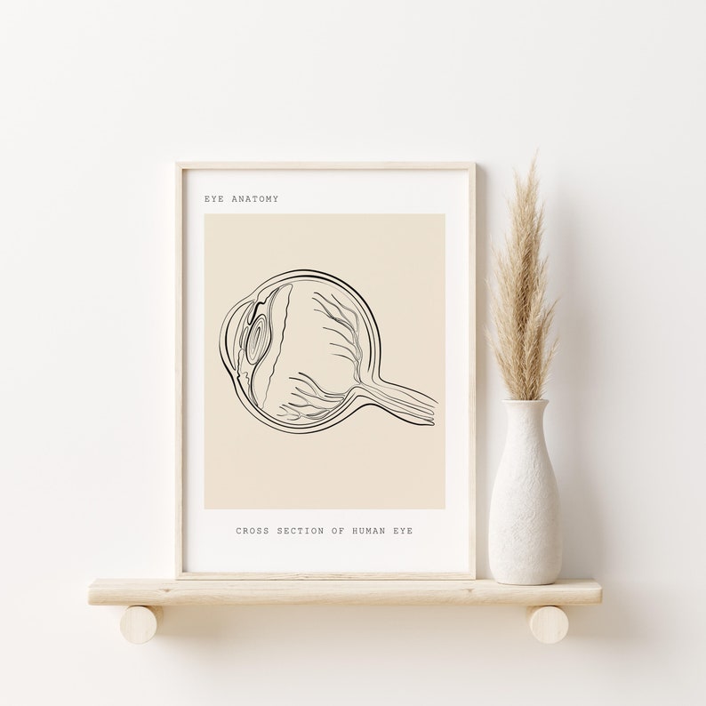 Human Anatomy Art, Eye Doctor Office Decor, Optometrist Gist, Medical ...