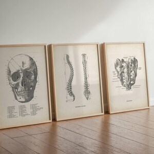 Skeletal System Art Set 6, Anatomy Wall Art, Chiropractor Prints ...