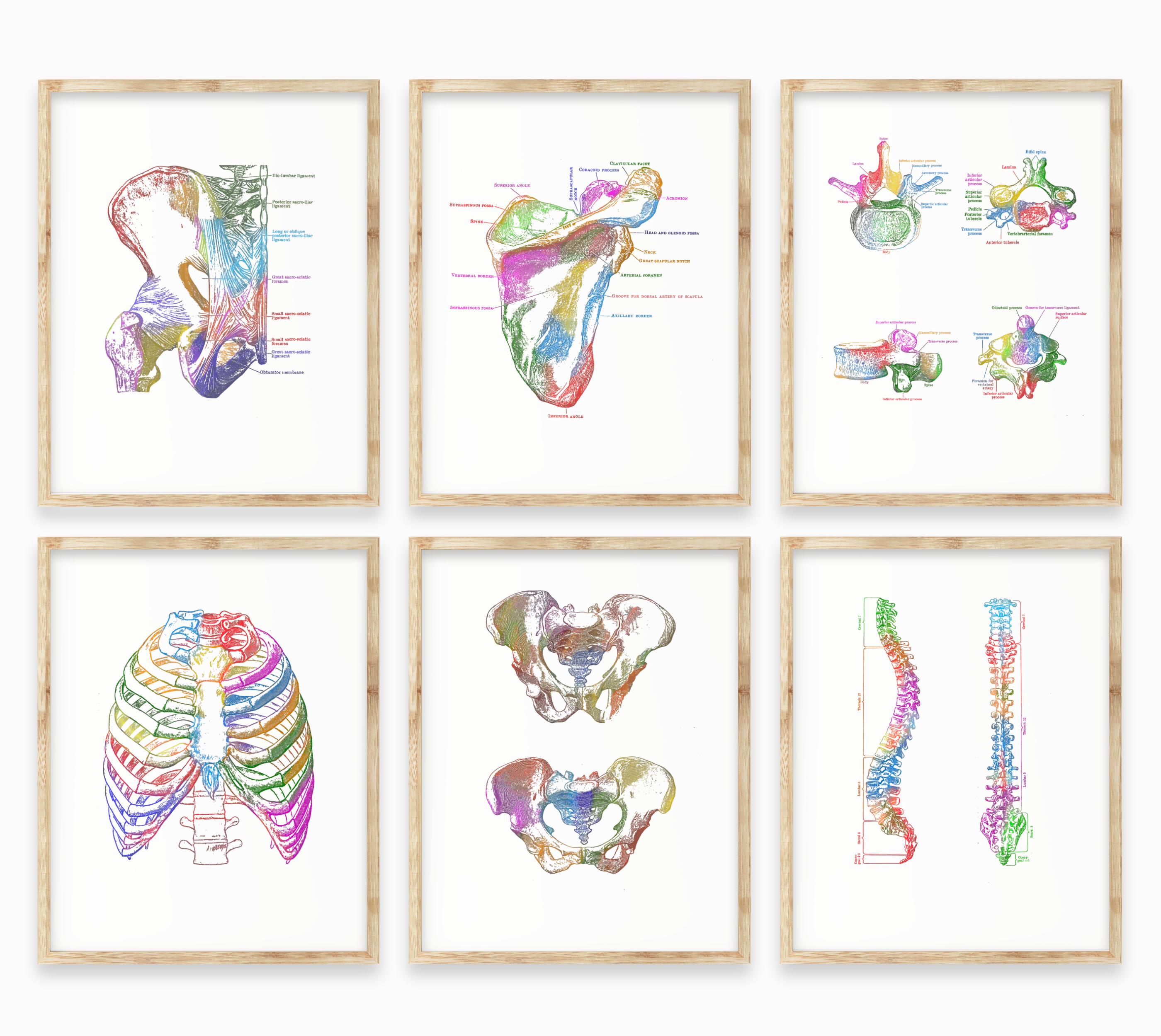 6 Chiropractic Anatomy Art Set, Chiropractor Gift, Medical Artwork ...