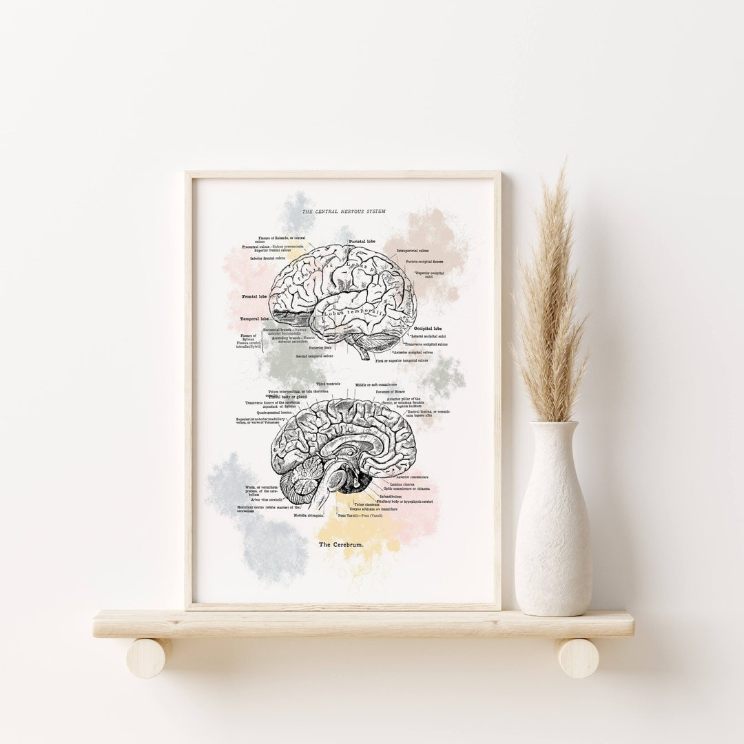 Brain Anatomy Wall Art, Medical Art, Neurology Office Decor, Anatomical ...