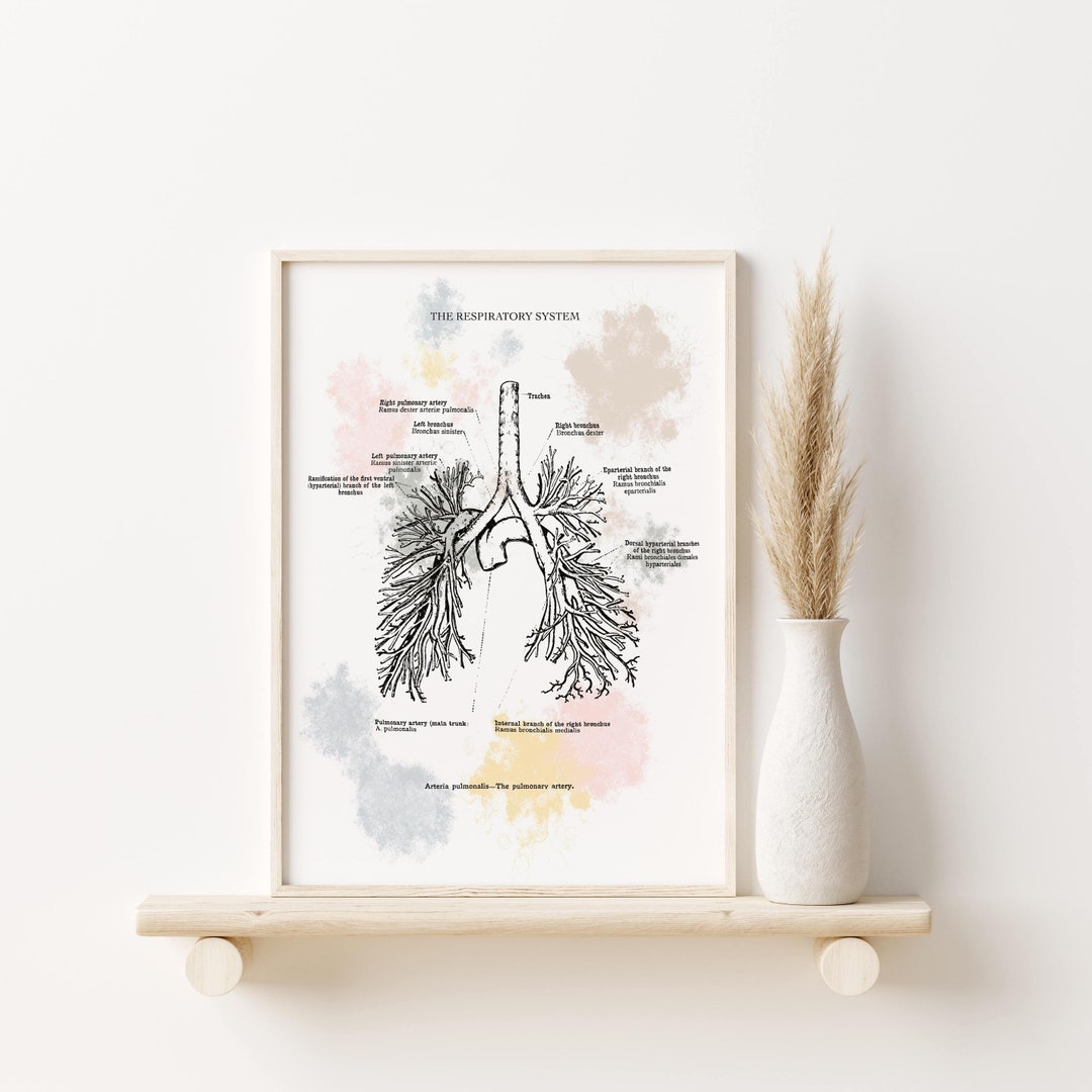 Lungs Anatomy Wall Art, Medical Art Prints, Respiratory Therapy ...
