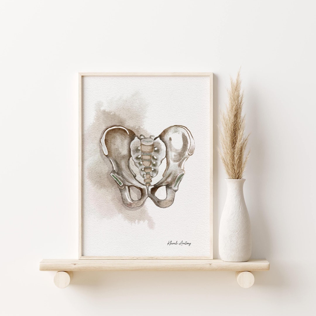 Pelvis Anatomy Art Print, Chiropractic Gift, OBGYN Art, Pelvic ...