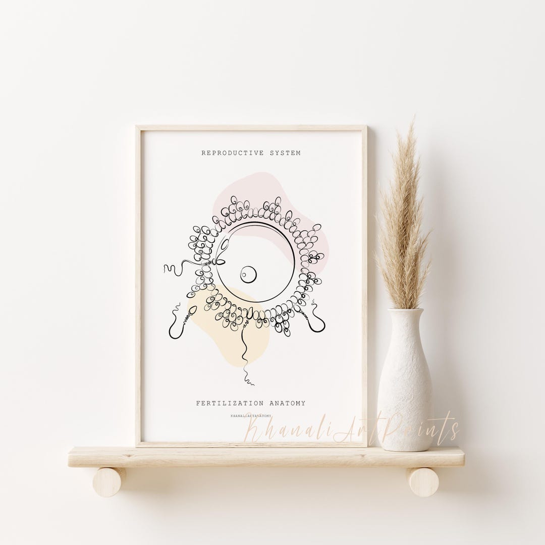 Fertility Line Art Print, Ovum Sperm Anatomy, Obgyn Clinic Decor ...