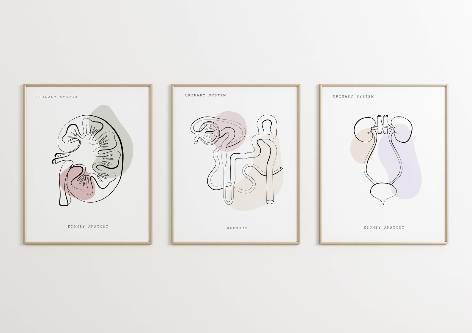 Urinary System Anatomy Art, Medical Art Print, Anatomy Prints ...