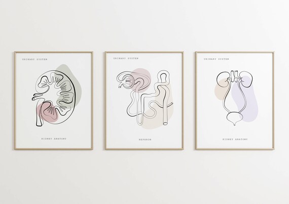 Urinary System Anatomy Art Medical Art Print Anatomy Prints - Etsy