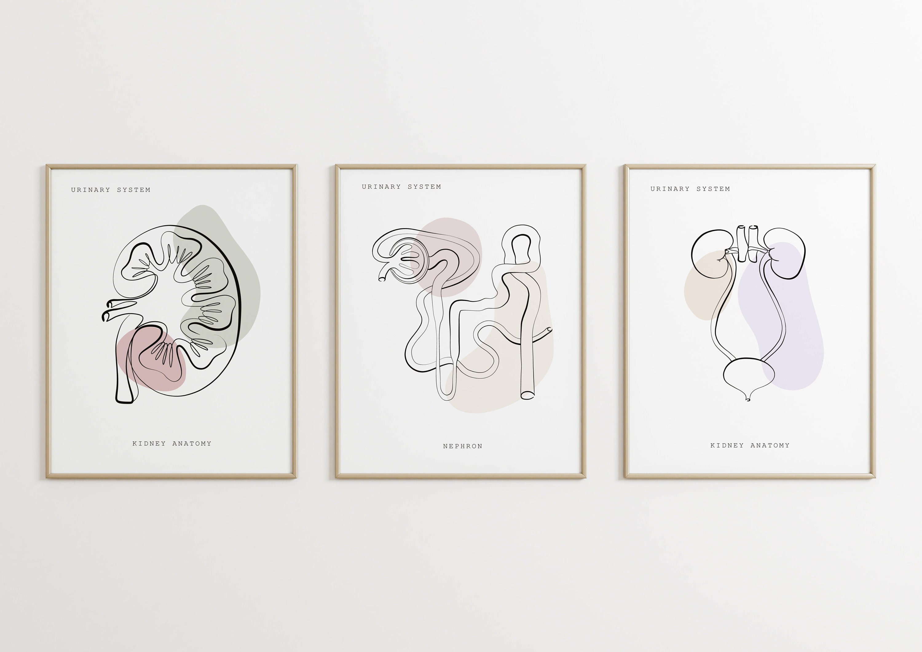 Urinary System Anatomy Art, Medical Art Print, Anatomy Prints ...