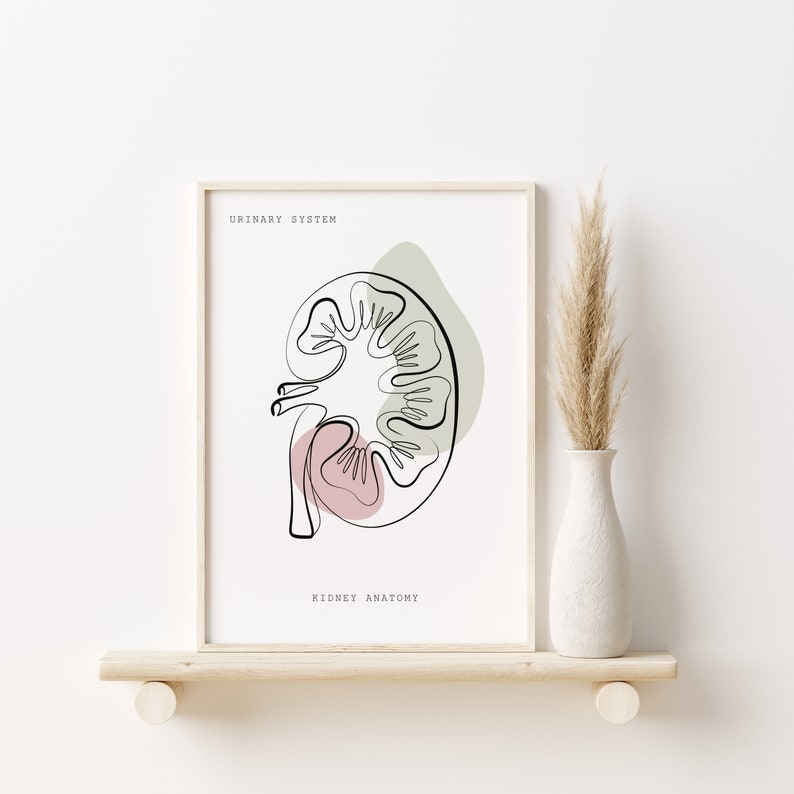 Urinary System Anatomy Art Medical Art Print Anatomy Prints - Etsy