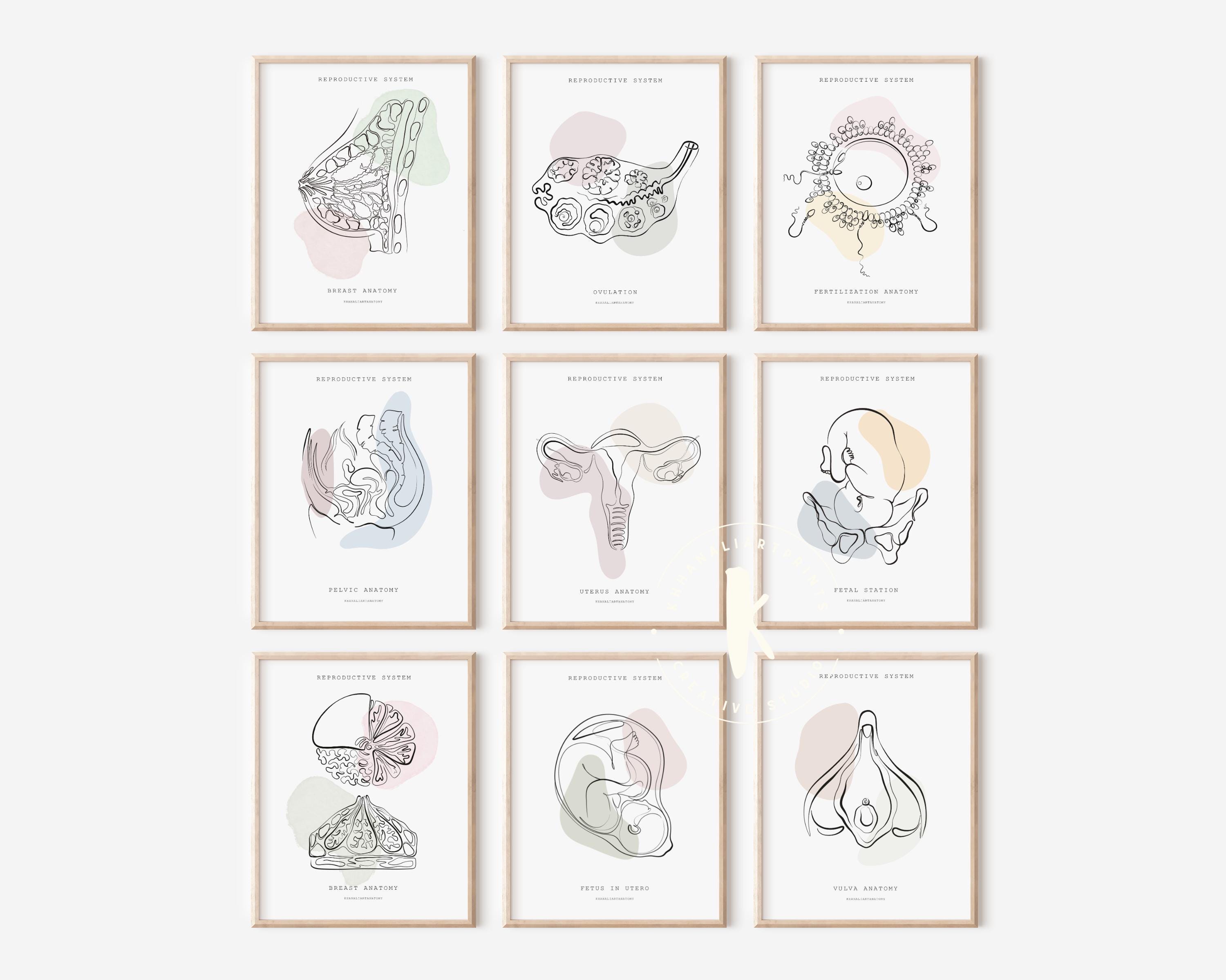Female Anatomy Art Print - OBGYN Office Decor (digital Download) - Etsy