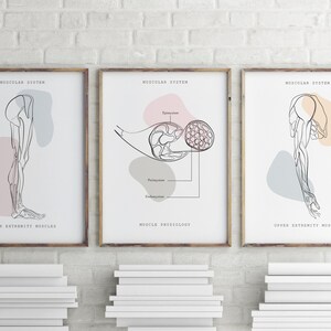 Pastel Muscle Anatomy Art Print, Medical Art, Massage Therapy Art ...