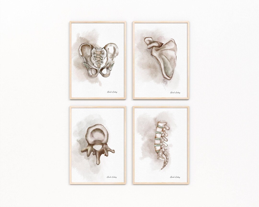 Anatomy Watercolor, Chiropractic Art Set of 4 Prints, Chiropractor ...