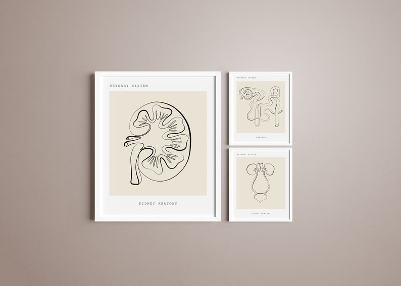 Human Anatomy Art Urinary Tract Anatomy Urinary System - Etsy