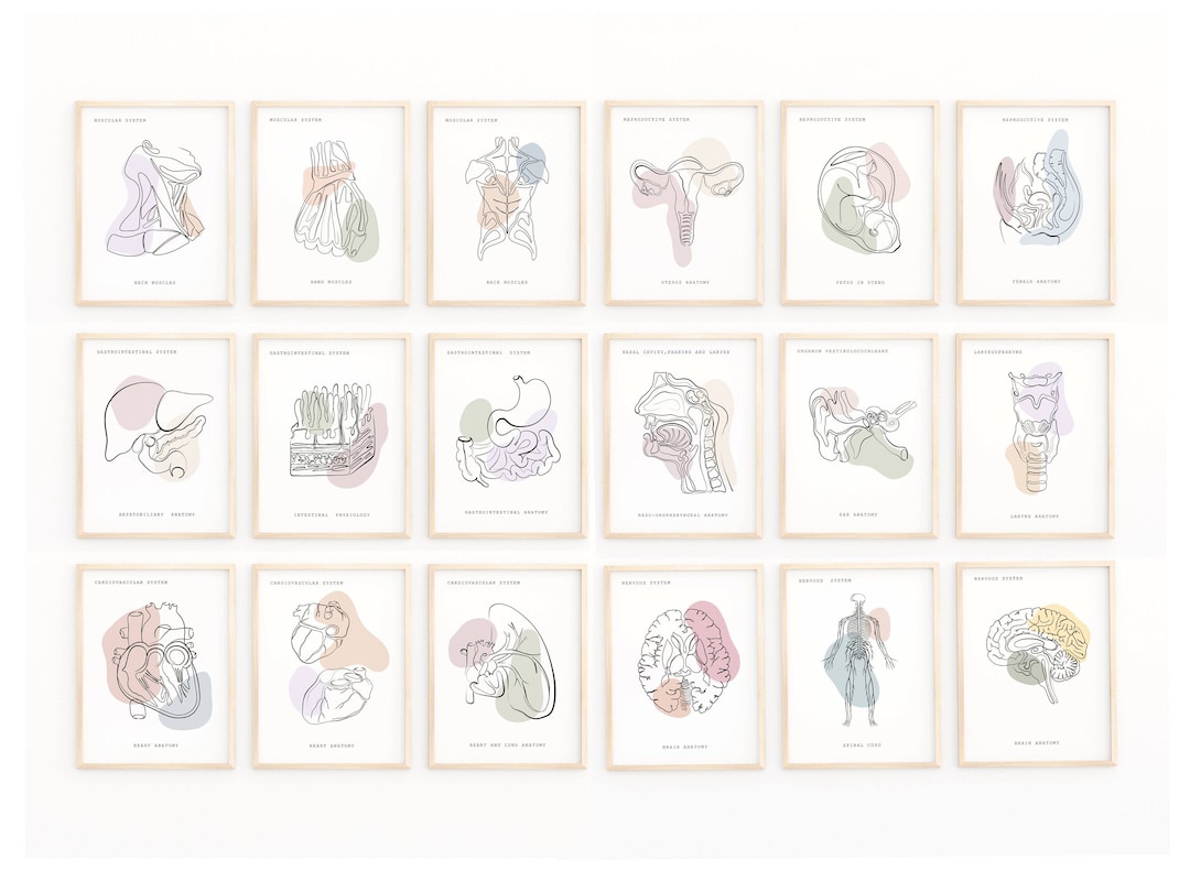 Anatomy Wall Art Set, Medical Print, Colorful Anatomy Set, Doctor Gift ...