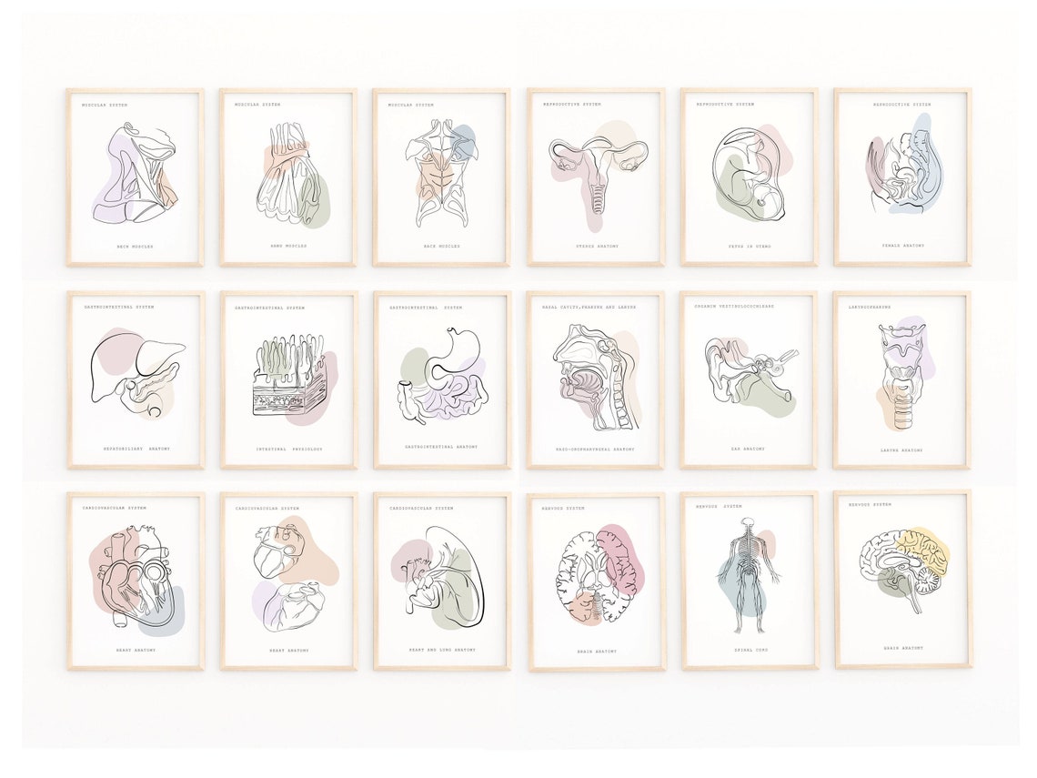 Anatomy Wall Art Set Medical Print Colorful Anatomy Set - Etsy