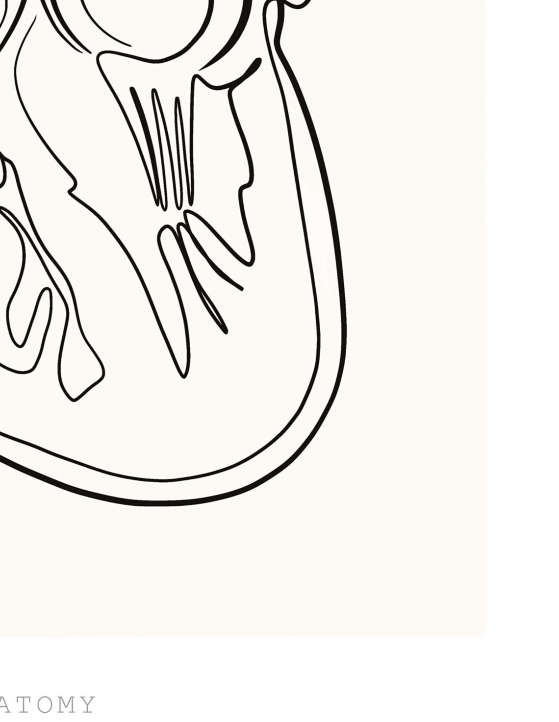 Heart Anatomy Print Anatomy Poster Anatomical Heart - Etsy