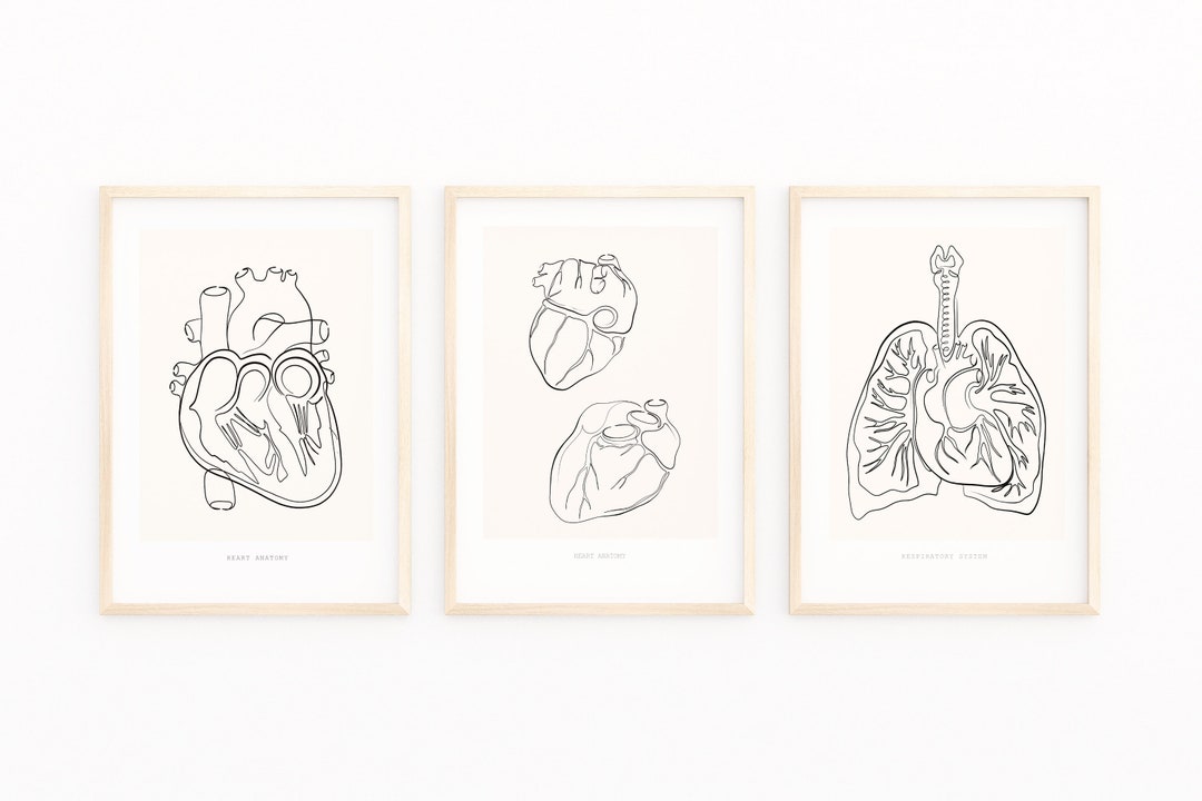 Anatomy Wall Art, Anatomy Prints, Human Anatomy Art, Anatomy Print Set ...