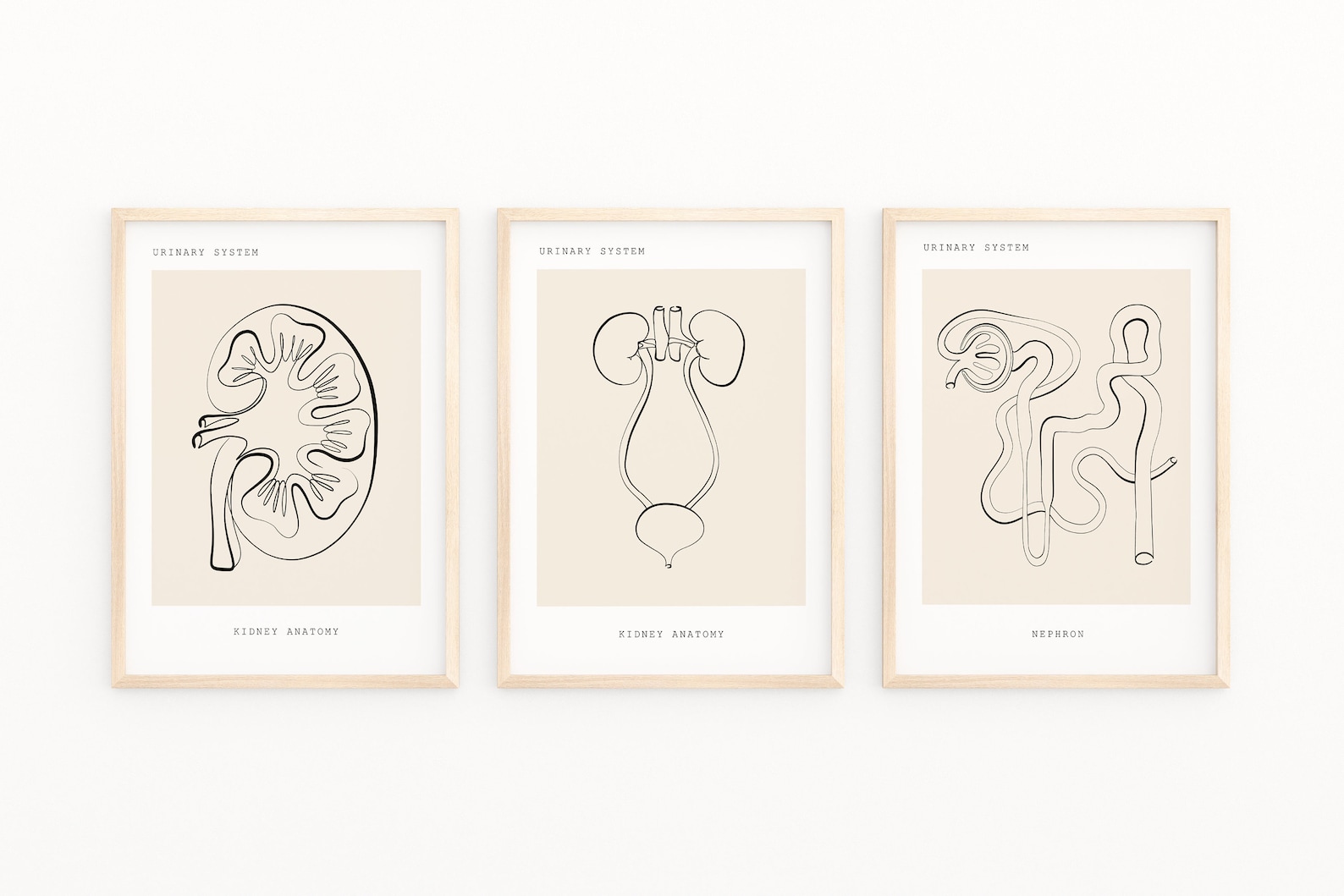 Human Anatomy Art, Urinary Tract Anatomy, Urinary System, Medical Print ...
