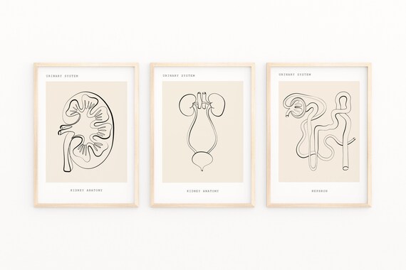 Human Anatomy Art Urinary Tract Anatomy Urinary System | Etsy Canada