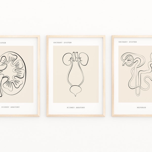 The Urinary System Poster - Etsy