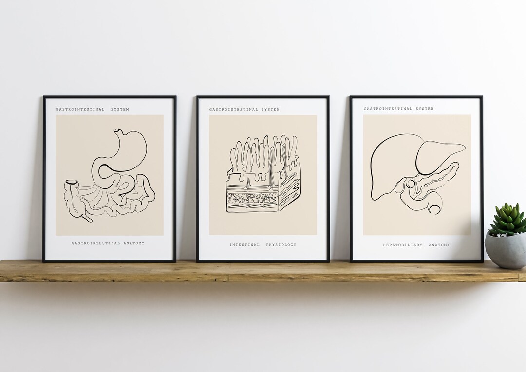 Digestive System Anatomy Set, Gastrointestinal Art Prints, General ...