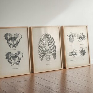 Skeletal System Art Set 6, Anatomy Wall Art, Chiropractor Prints ...