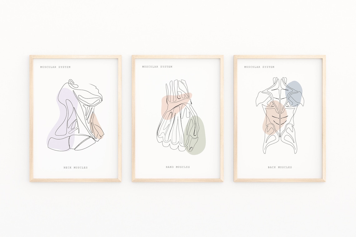 Anatomy Wall Art Set Medical Print Colorful Anatomy Set - Etsy